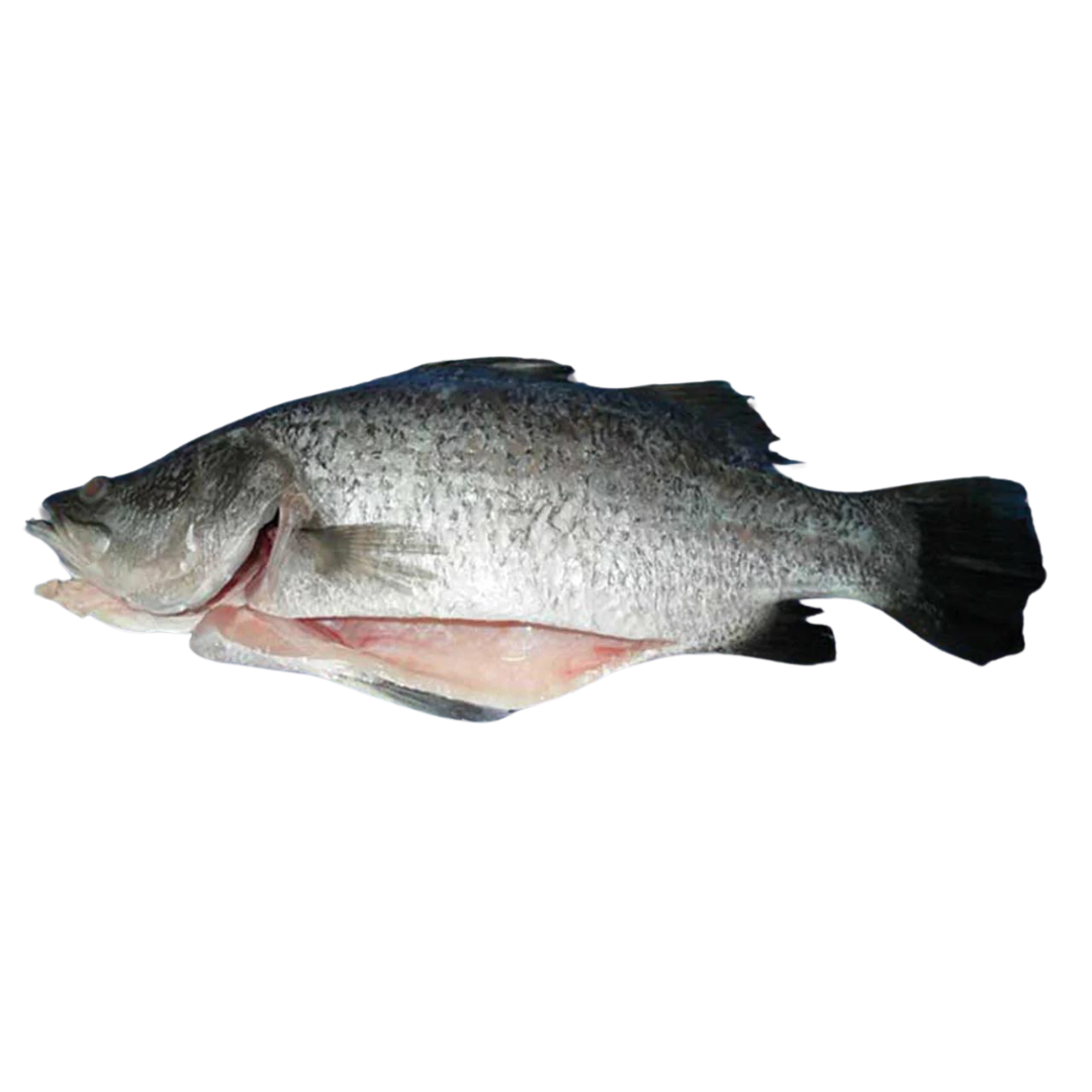 Barramundi Whole Fish | Nile Shop Toowoomba